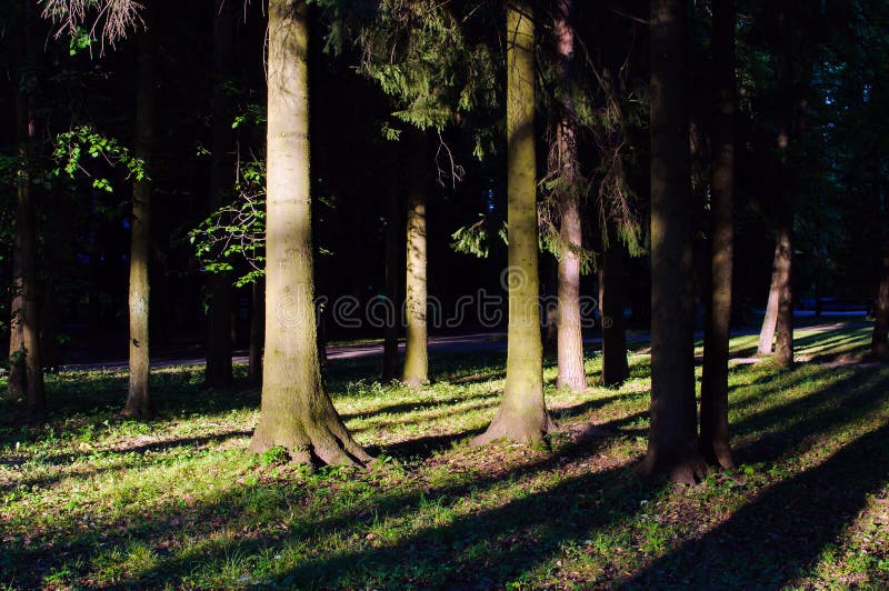 Shadows from the Trees in the Forest. Stock Image - Image of leaf, mood ...