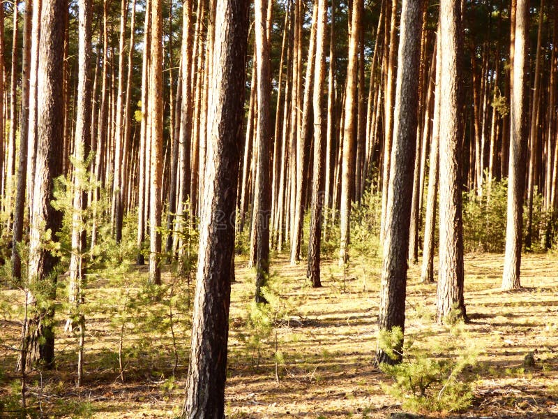 Shadows of Trees in the Forest. Stock Image - Image of silence, peace ...