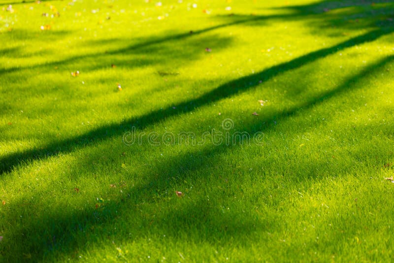 Shadows from the trees stock photo. Image of beauty, shadows - 78537372