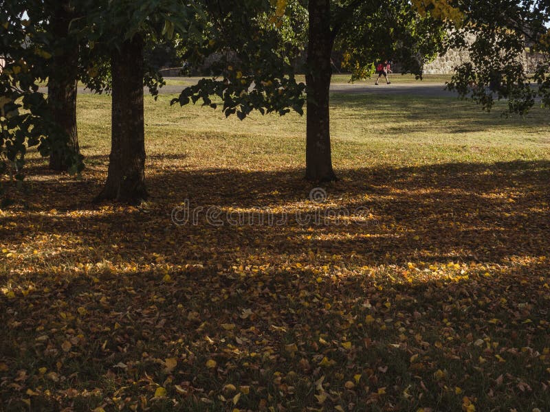 Shadows of the Trees on the Ground in the Park Covered with Fallen ...