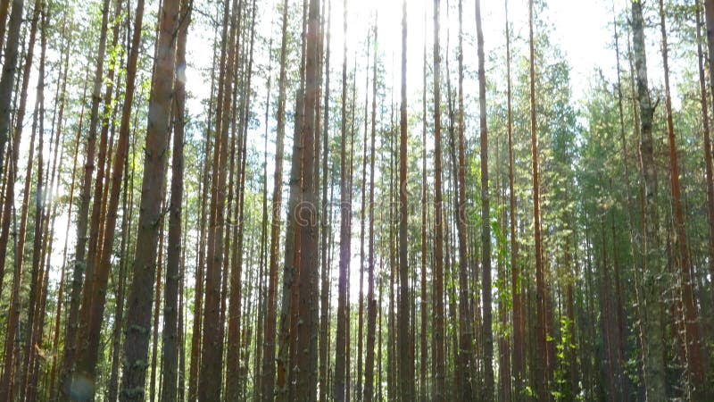 Shadows of Trees in North Forest, Karelia Stock Footage - Video of ...