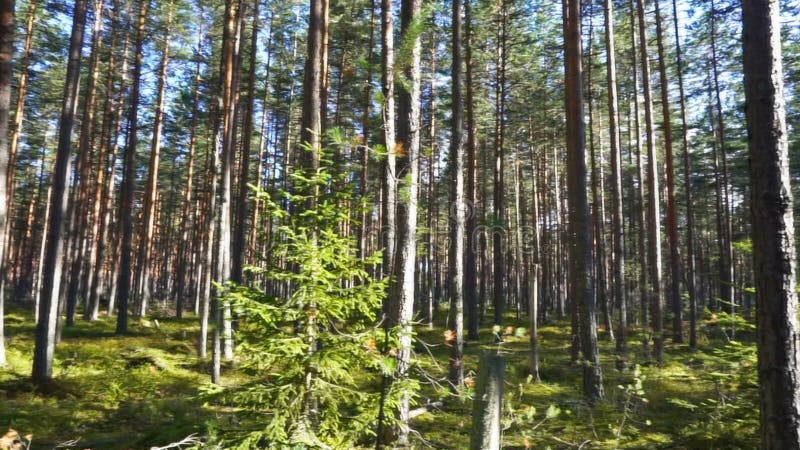 Shadows of Trees in North Forest, Pan View Stock Footage - Video of ...