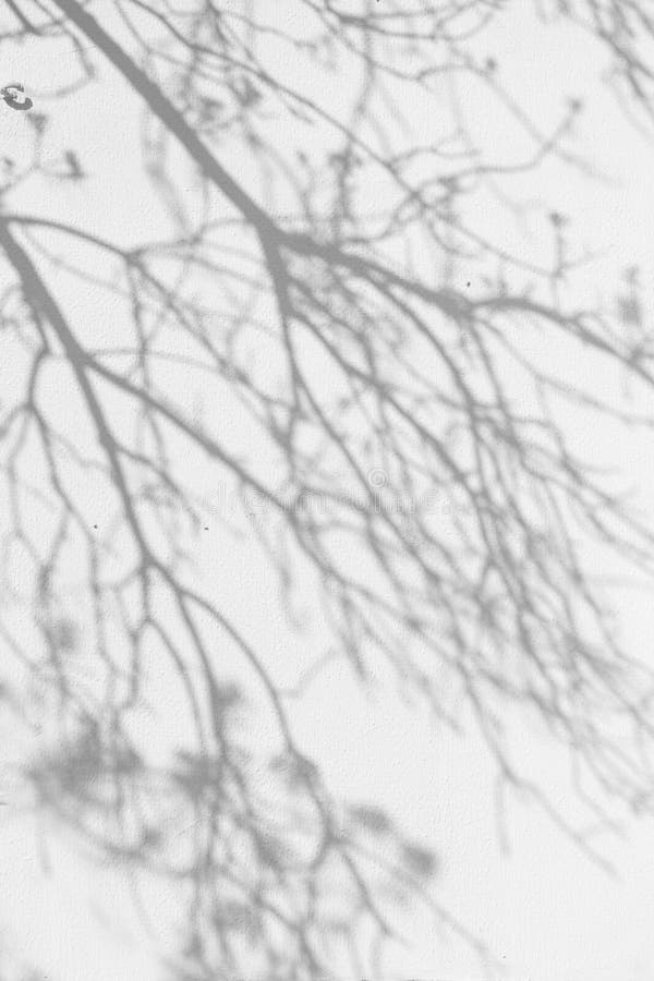 Shadows from Trees on a Plastered Wall Stock Photo - Image of plaster ...