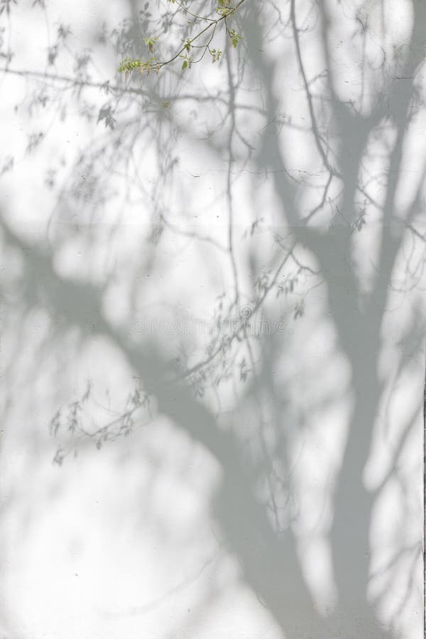 Shadows from Trees on a Plastered Wall Stock Photo - Image of leaf ...