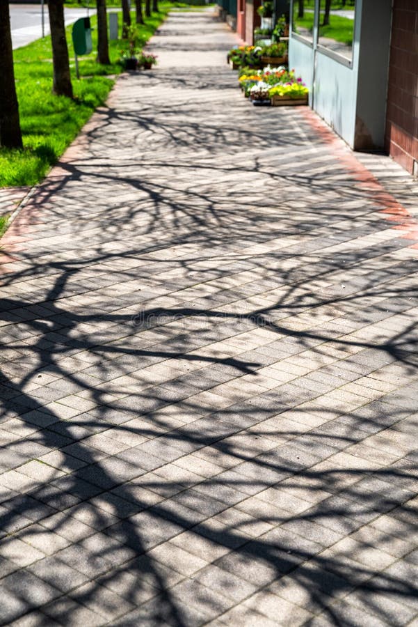 Shadows of Trees on Sidewalk Stock Image - Image of black, pavement ...