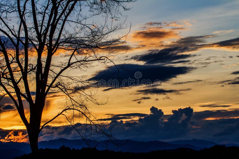 The Shadow of the Trees and the Sky at Sunset As the Background. Stock ...