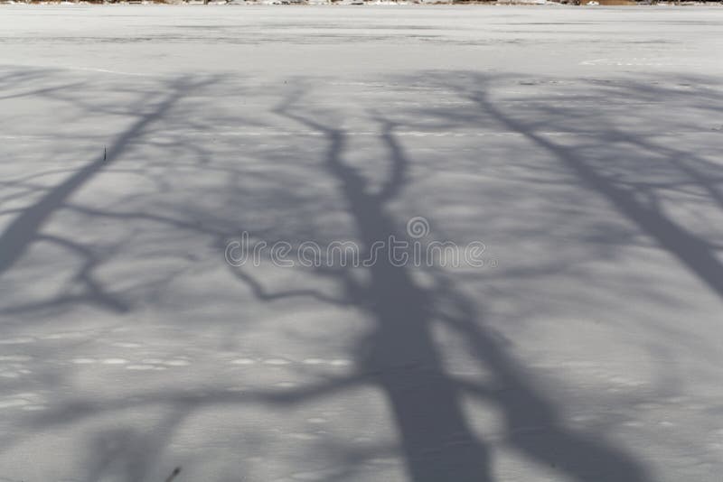 Shadows of trees on snow stock image. Image of season - 85360513