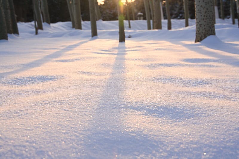 Shadows of Trees on Snow at Winter Sunset, Beautiful Snow Texture ...