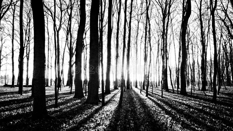 Shadows of Trees in Spring Forest Stock Image - Image of shadow, shine ...