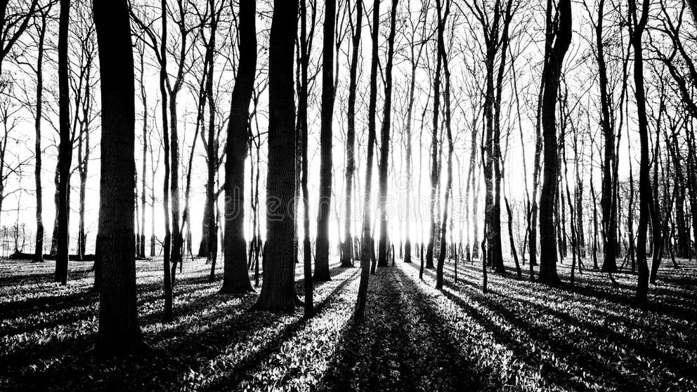 Shadows of Trees in Spring Forest Stock Image - Image of shadow, shine ...