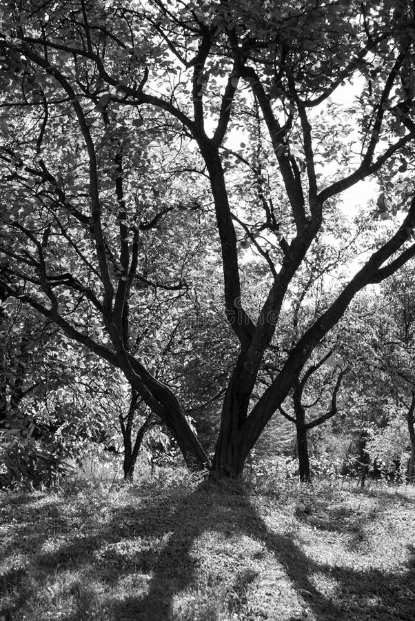 Shadows on Trees in Suny Day Stock Image - Image of october, autumn ...