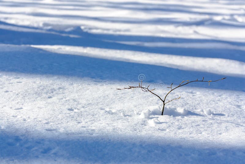 Shadows of trees stock photo. Image of snowy, farmland - 57988386