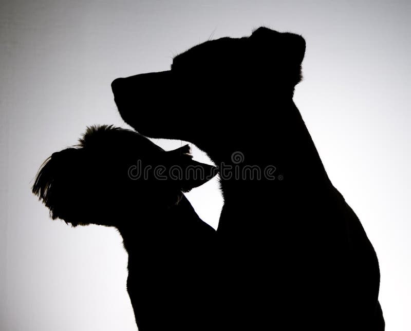 Shadows of two dogs stock image. Image of animal, posing - 19171085