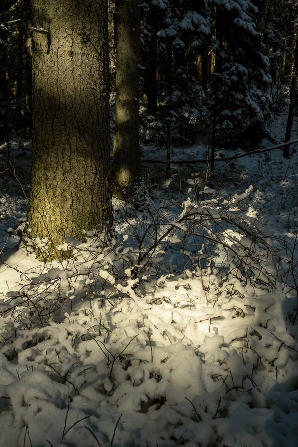 Shadows Under the Trees in Winter Forest with Low Snow Stock Photo ...