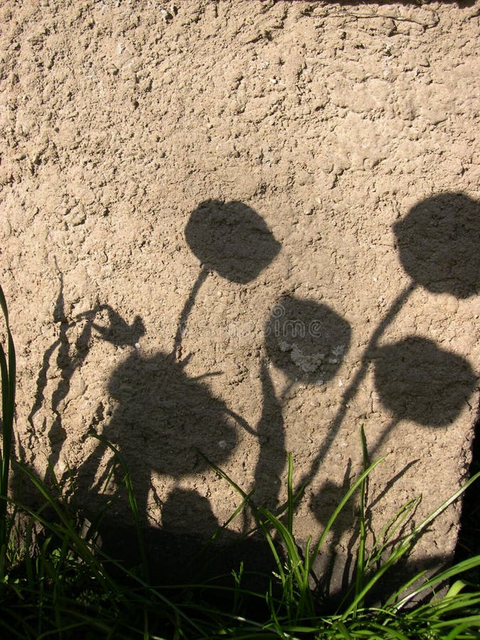 Shadows on the wall stock photo. Image of flower, tulips - 729996