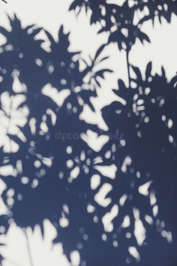 Shadows on the Wall, Sunshine and Sun Rays on Summer Day at Sunset ...