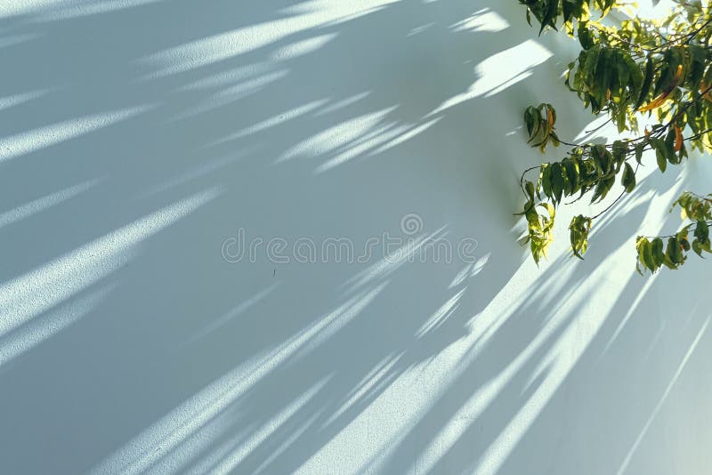 Shadows on the Wall, Sunshine and Sun Rays on Summer Day at Sunset ...