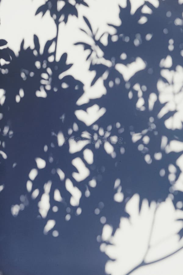 Shadows on the Wall, Sunshine and Sun Rays on Summer Day at Sunset ...