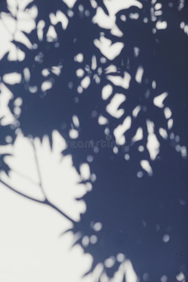 Shadows on the Wall, Sunshine and Sun Rays on Summer Day at Sunset ...