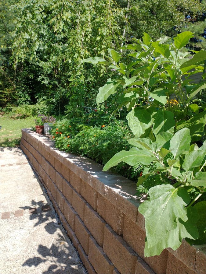 Shadows on a walled garden stock image. Image of gardening - 253628369