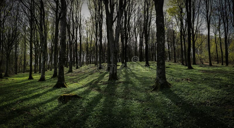 Shadows of the woods stock photo. Image of trees, shadow - 139709746