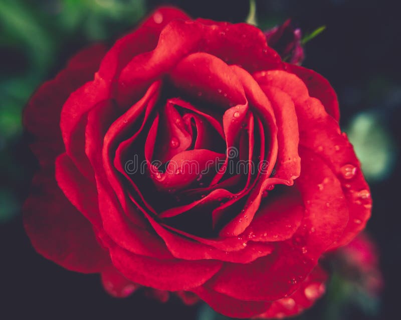 Close Up of Dark Red Rose with Dew Drops on Petals Stock Photo - Image ...