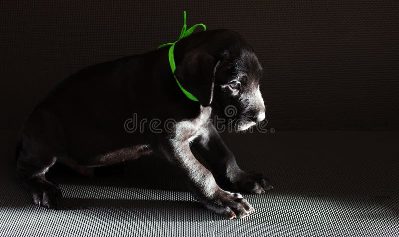 Shadowy dog stock image. Image of mouth, green, collar - 34623799