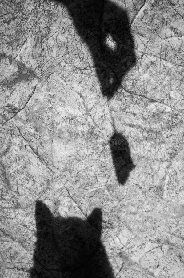 A Shadowy Game of Cat and Mouse Stock Image - Image of game, background ...