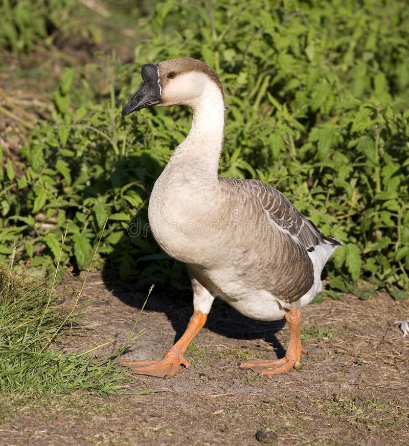 Shadowy goose stock photo. Image of walk, feet, head - 27278572