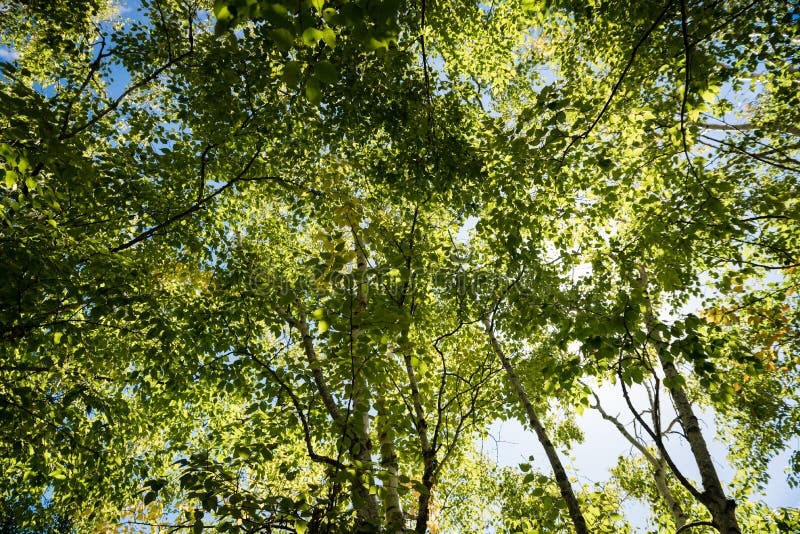 Shadowy Vertical View of Tree and Leaf Canopy Stock Photo - Image of ...