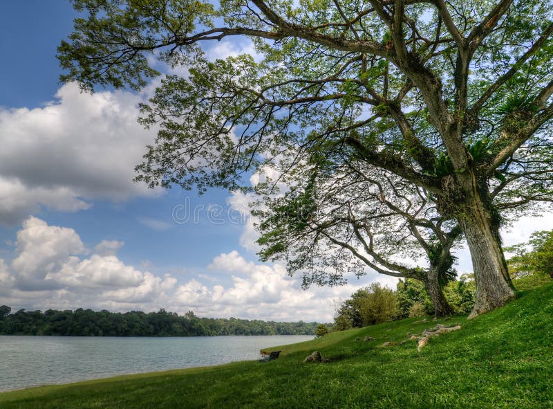 Shady stock photo. Image of branching, forest, range, leafy - 6892876