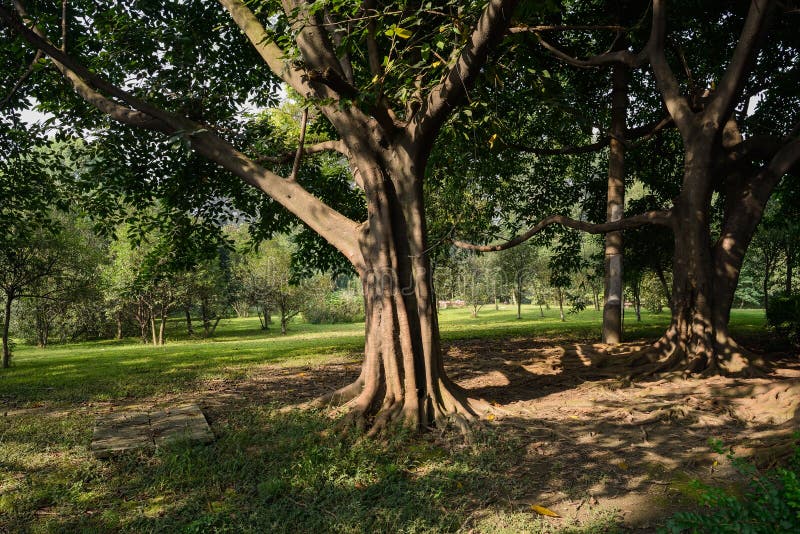 Shady Aged Trees in Warm Winter Morning Stock Image - Image of grassy ...