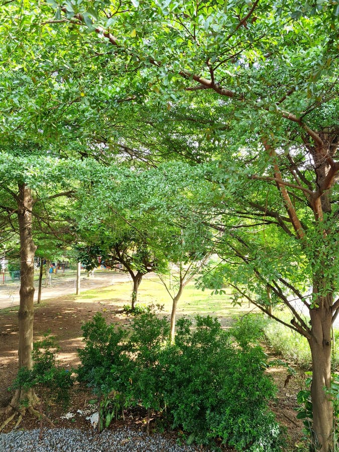 A shady big trees stock photo. Image of shrub, flower - 274968382