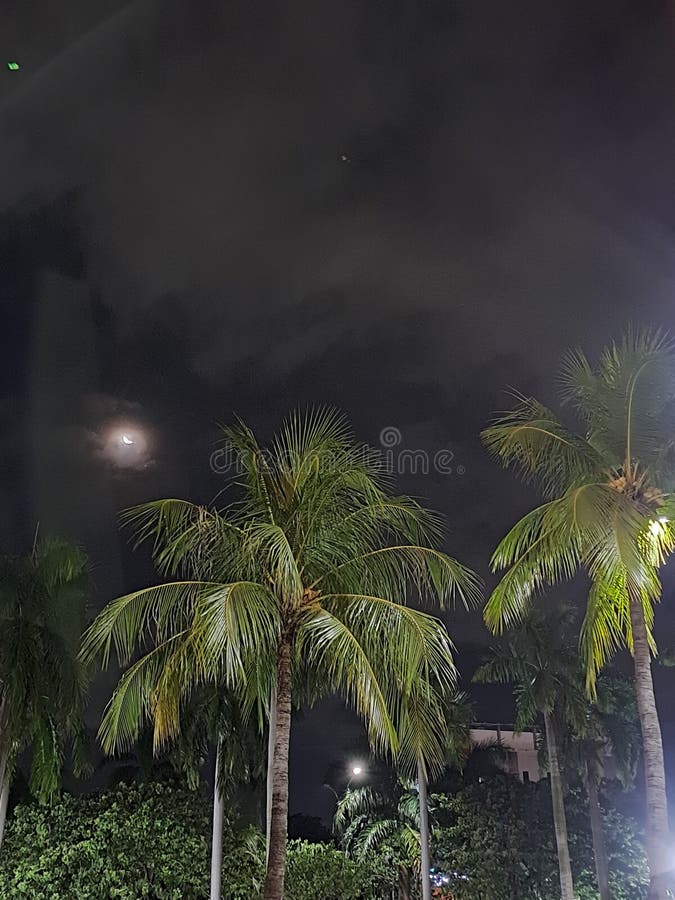 Shady Coconut Trees at Night Stock Image - Image of painting ...