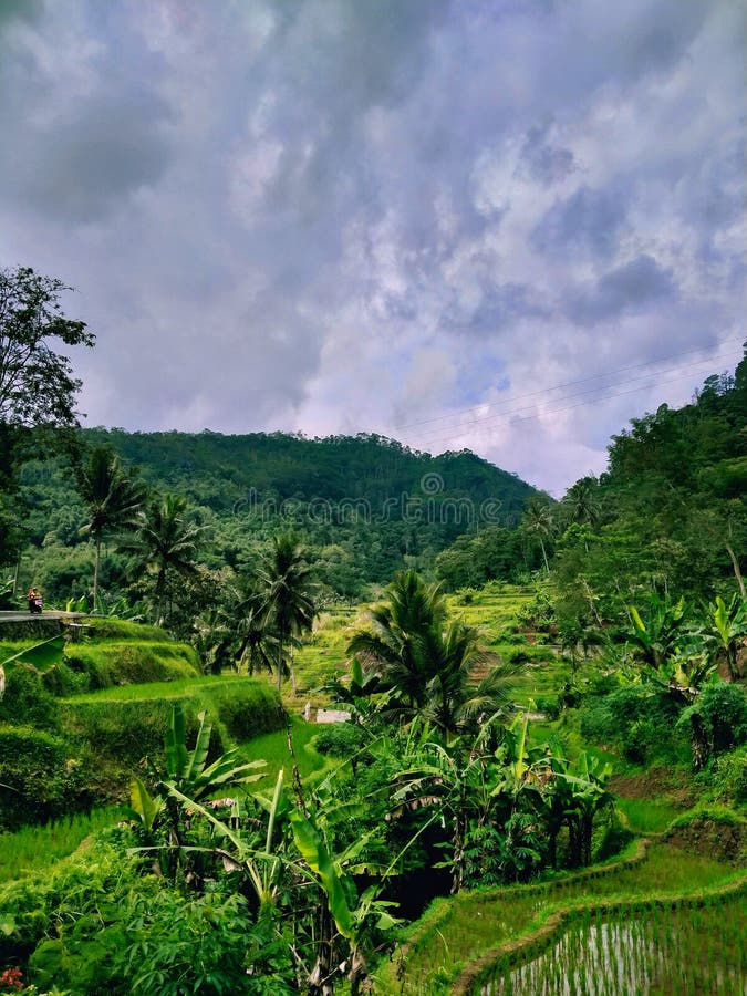 Shady and cool forest stock photo. Image of hill, forest - 243007562