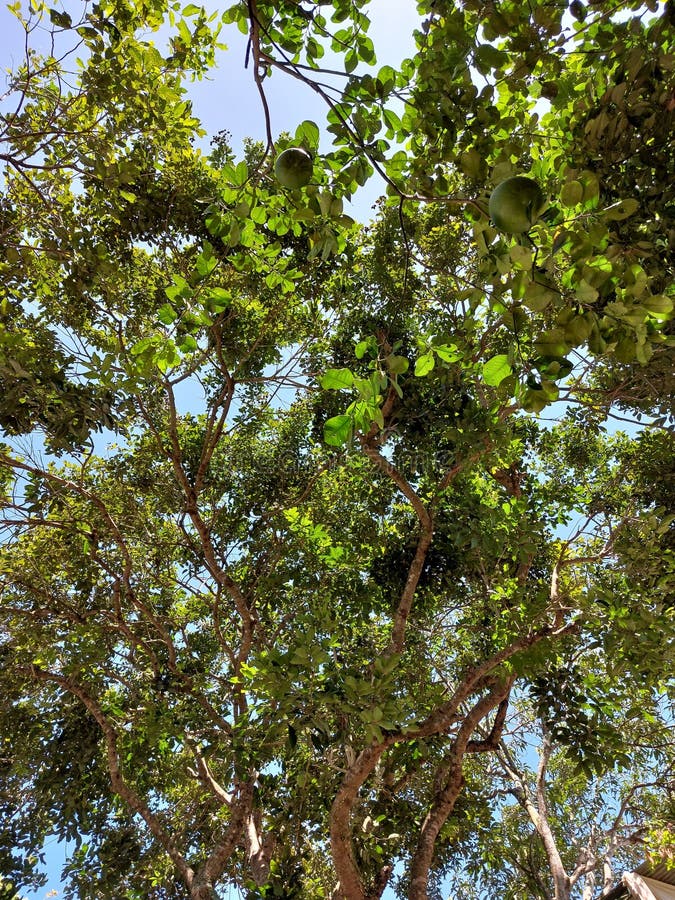 Shady and Cool Trees in the Mountains Stock Image - Image of cool ...
