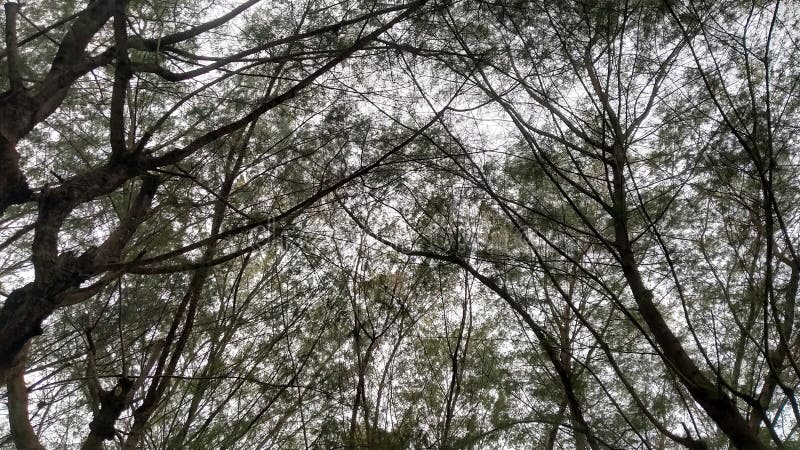 Shady cypress tree stock photo. Image of snow, forest - 365707828