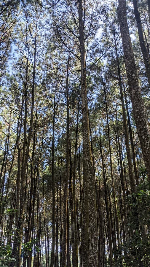 Shady evergreen tree stock photo. Image of branch, leaf - 264917670