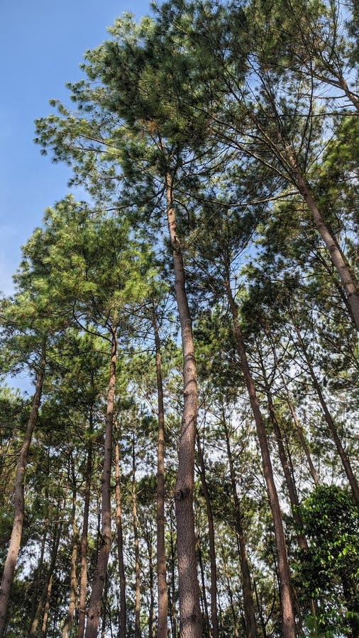 Shady evergreen tree stock photo. Image of branch, forest - 264917146