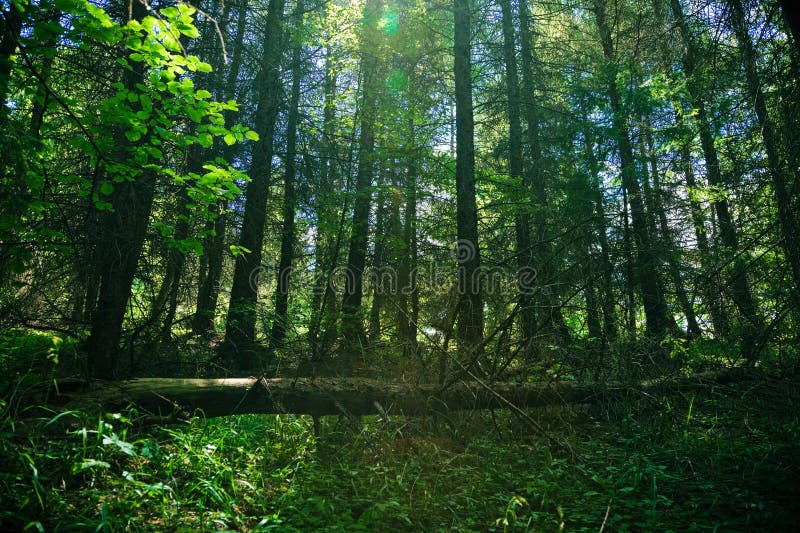 Shady forest stock photo. Image of shadow, green, woods - 2778452
