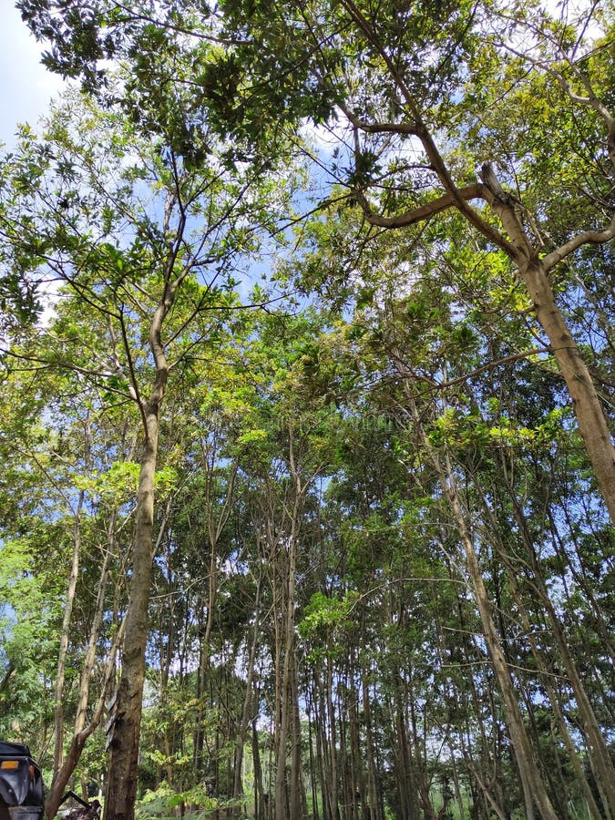 SHADY FOREST in BANYUWANGI stock image. Image of autumn - 251562667