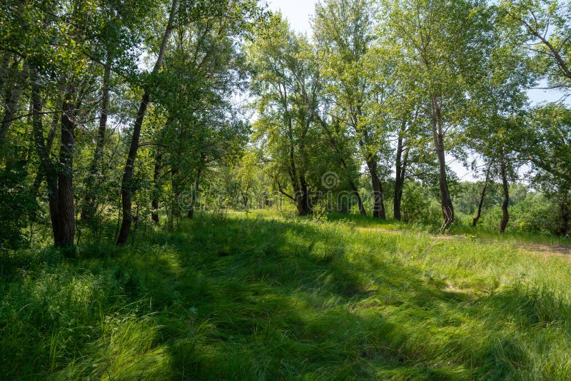 Shady forest stock photo. Image of shadow, green, woods - 2778452
