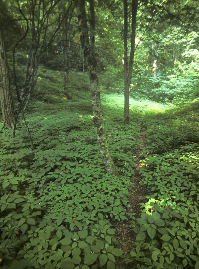 Shady forest grove. stock image. Image of woods, recreation - 5563713