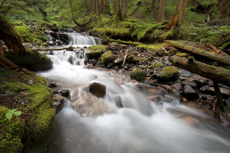 Shady Forest Stream stock image. Image of green, shade - 33820519
