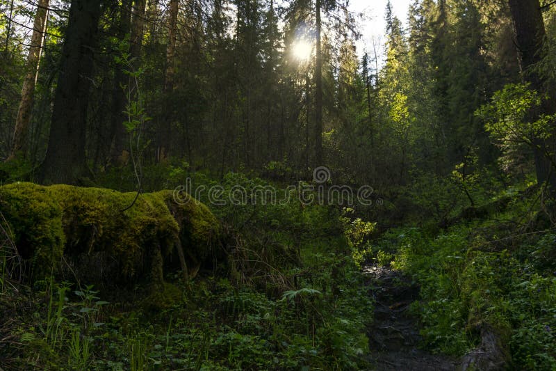 Shady forest thicket stock photo. Image of foliage, hollow - 119512958