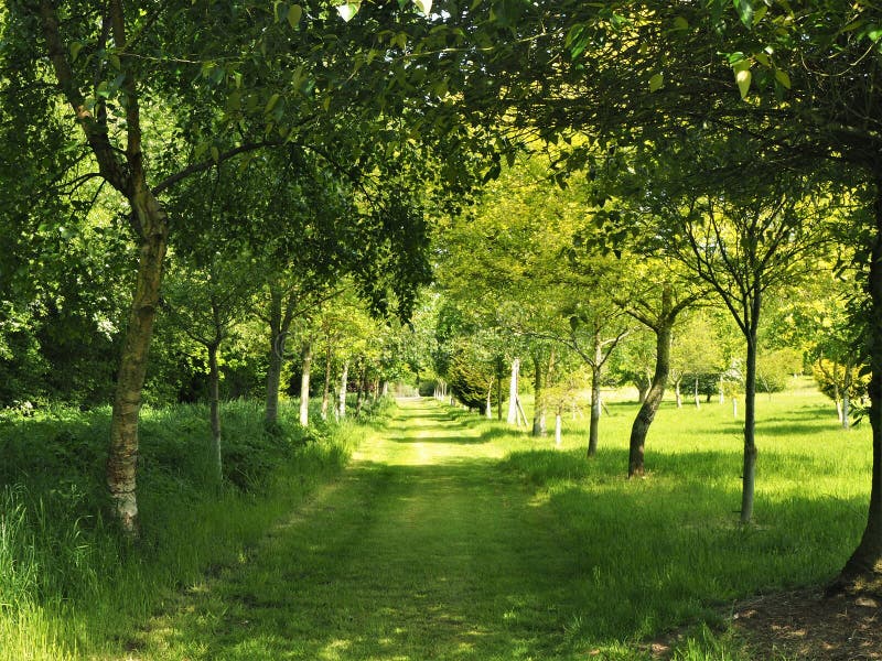 Shady Grass Path through Trees with Fresh Spring Leaves Stock Photo ...