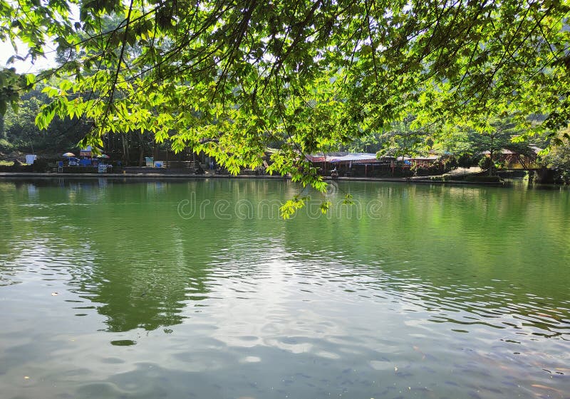 Shady Green Cherry Trees on the Edge of a Lake with Blue Water Stock ...