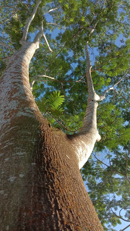 Shady Green Tree Sturdy Tree Trunk Stock Photo - Image of sturdy, green ...