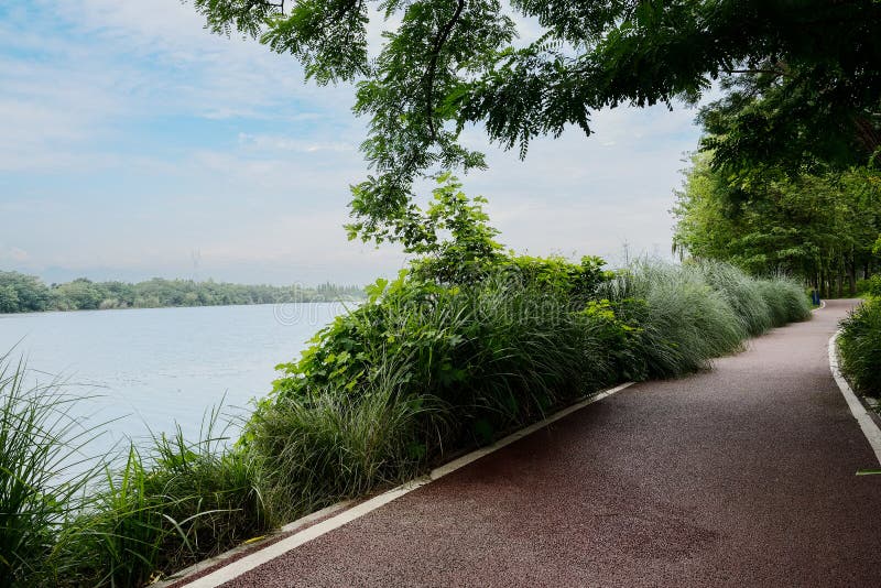 Shady Lakeside Path in Cloudy Summer Stock Photo - Image of cloud, tree ...