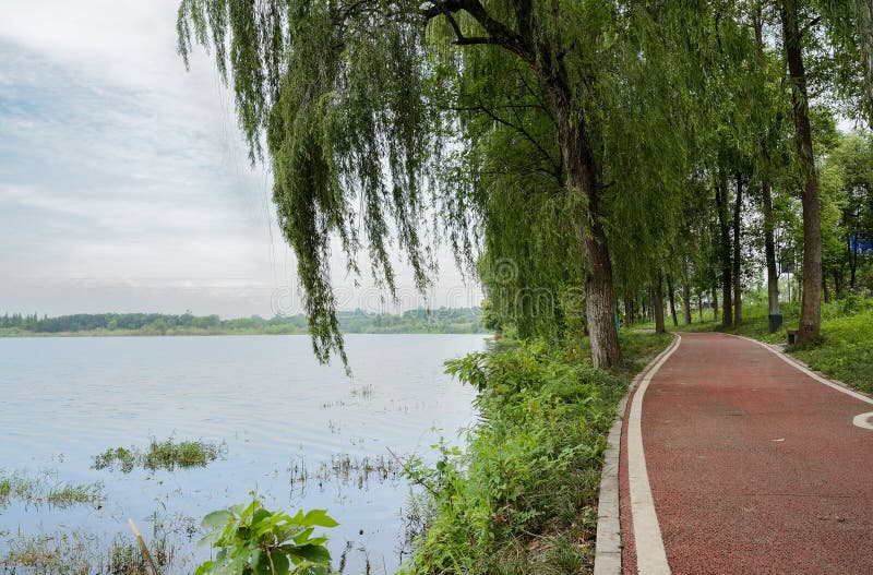 Shady Lakeside Path in Cloudy Summer Stock Photo - Image of chengdu ...